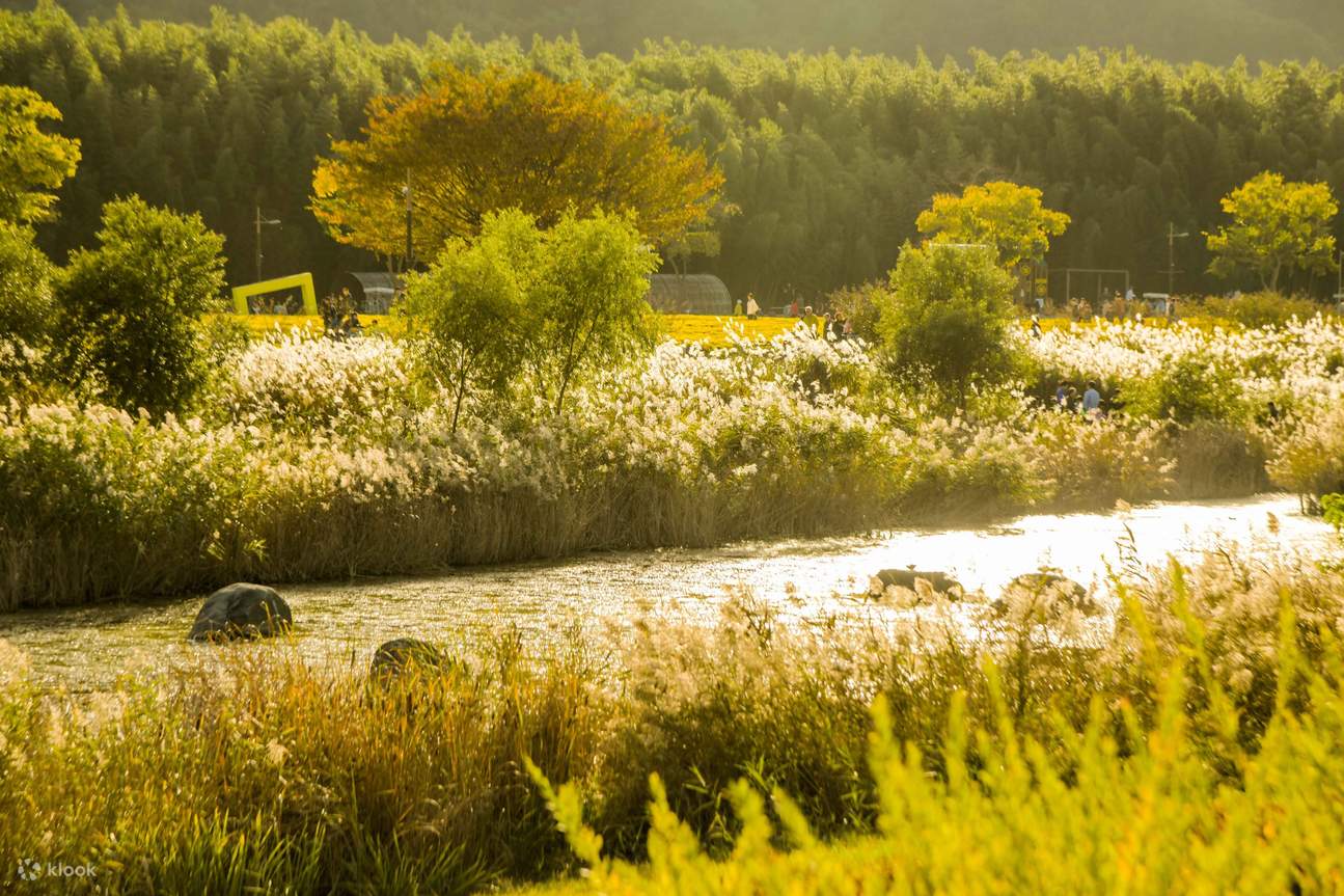 Memorable Autumn Foliage Day Tour from Busan - Klook Singapore